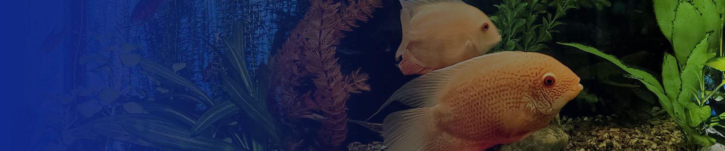 Freshwater and Saltwater Fish | Pet World Warehouse Outlet